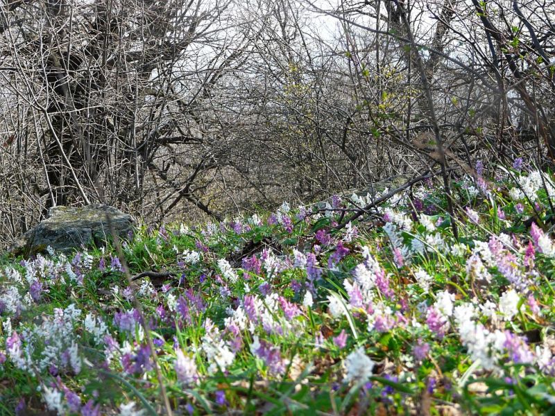 Salajul pur si simplu